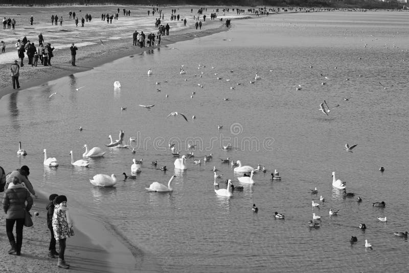 Winter Walk on a Sunny Day in February. Editorial Image - Image of ...