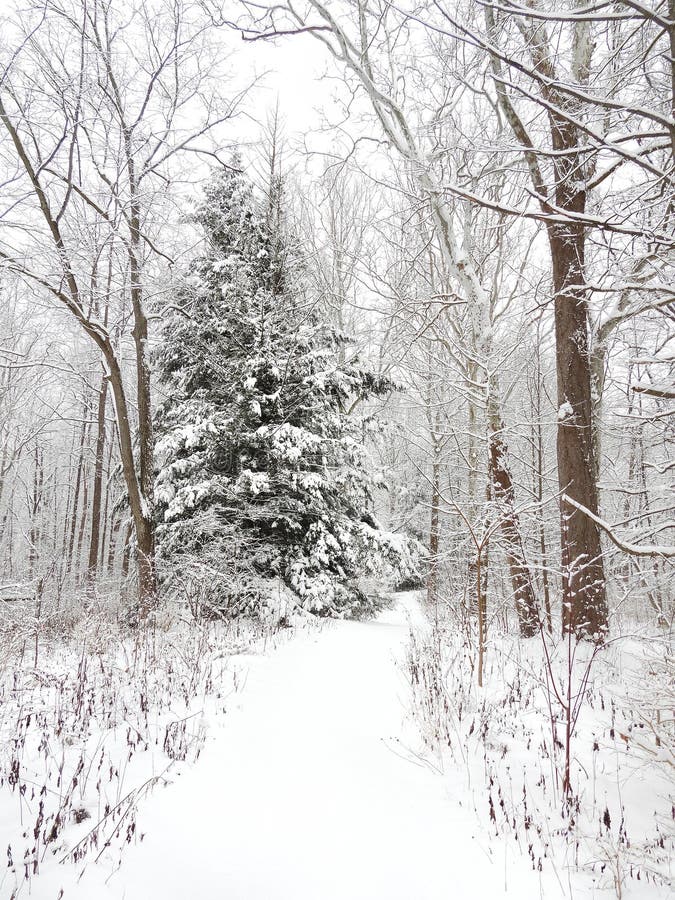 Winter Walk through the Snow Covered Woods Stock Image - Image of ...