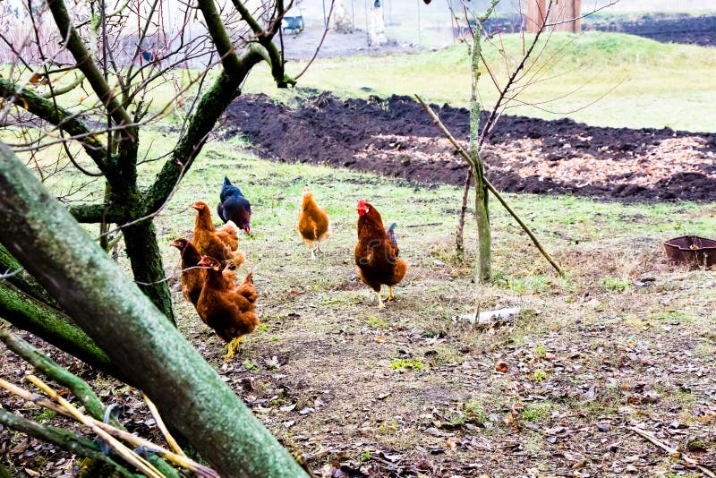 Winter Walking Chickens in the Backyard Ukraine Stock Image - Image of ...