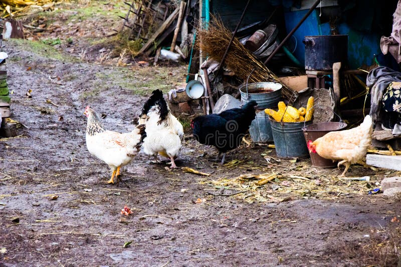 Winter Walking Chickens in the Backyard Ukraine Stock Photo - Image of ...