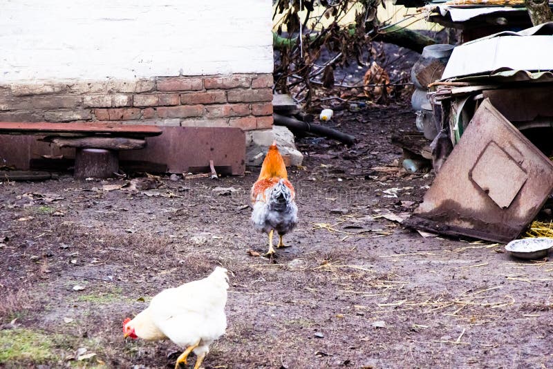 Winter Walking Chickens in the Backyard Ukraine Stock Image - Image of ...