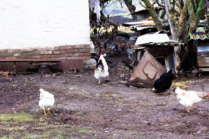 Winter Walking Chickens in the Backyard Ukraine Stock Photo - Image of ...