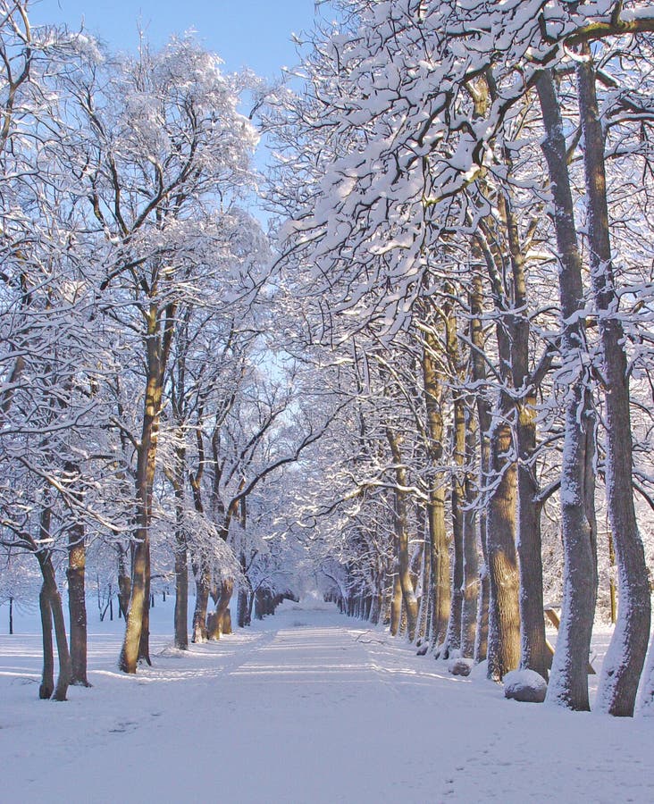 Winter Walkway stock image. Image of trail, white, frozen - 4109753