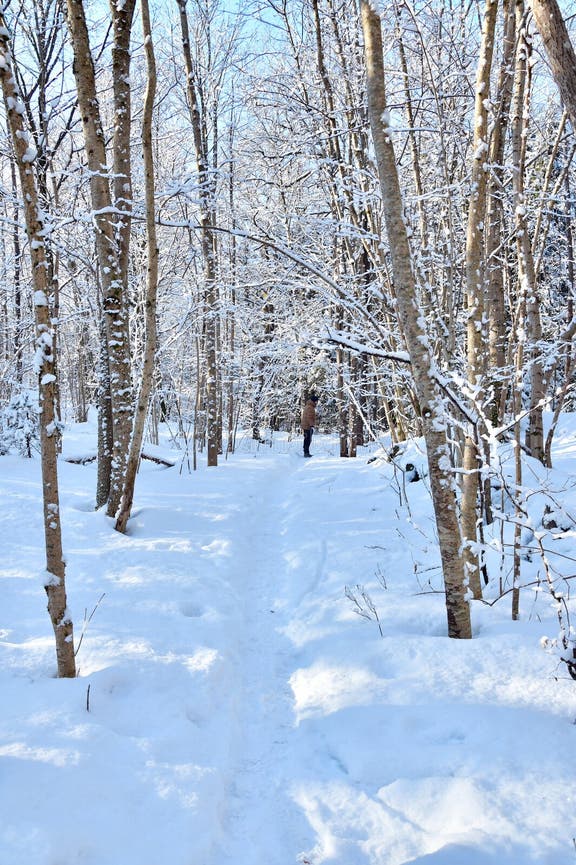 Winter Walkway in Forest stock image. Image of footstep - 360351455