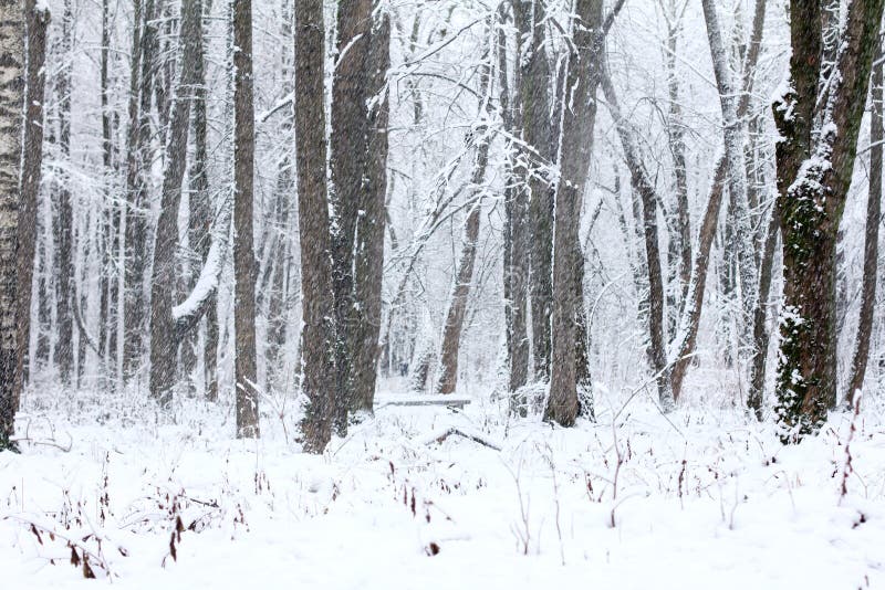 Winter weather outside stock photo. Image of bench, nature - 125804344