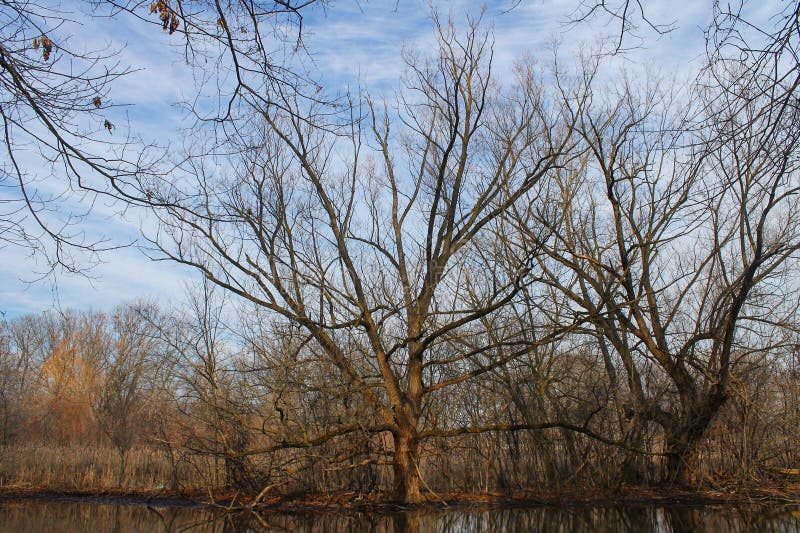 Fall weather tree stock image. Image of tree, trees - 109056687