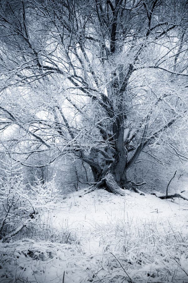 Winter-Weide stockbild. Bild von winter, szene, zweig - 12802255