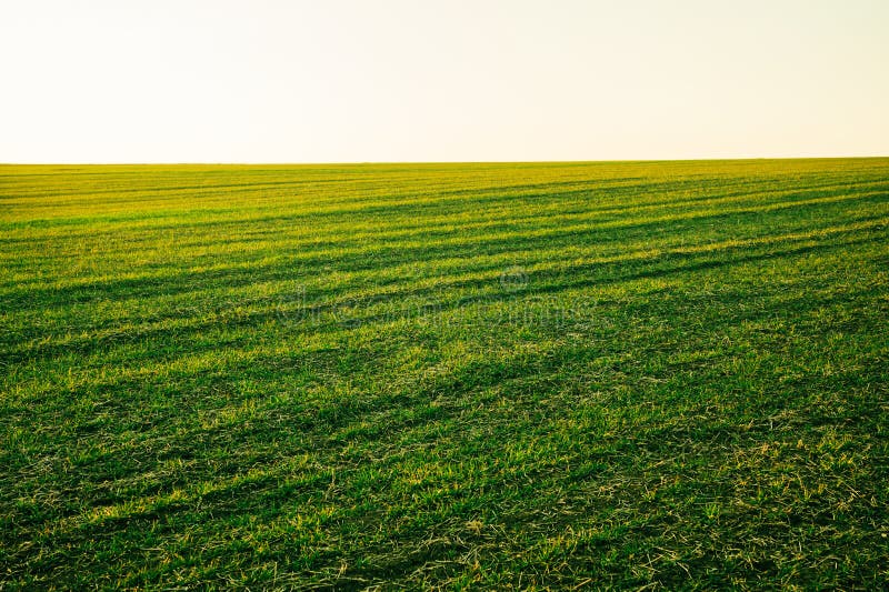 Winter Wheat after Winter, the Beginning of Growth in Spring Stock ...