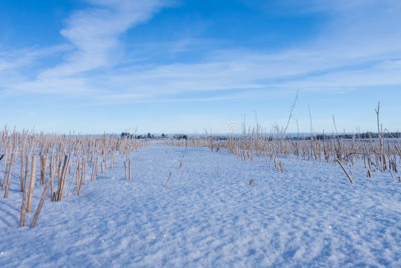 Winter Wheat Corn Field Under Snow Stock Image - Image of acre ...