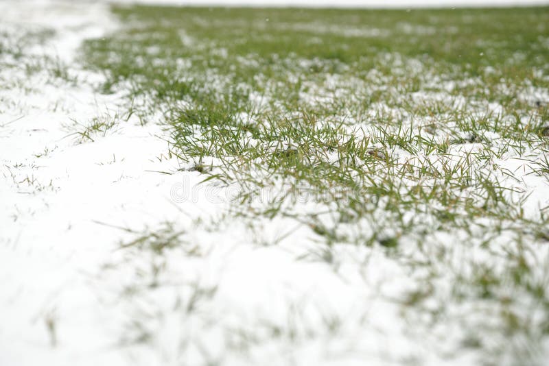 Winter Wheat Covered with Snow. Flying Snow in a Field with Sprouting ...