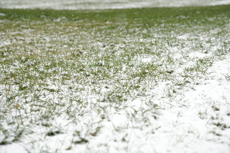 Winter Wheat Covered with Snow. Flying Snow in a Field with Sprouting ...