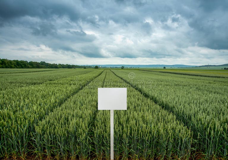 Demonstration Plots of Different Varieties Winter Wheat Stock Photo ...