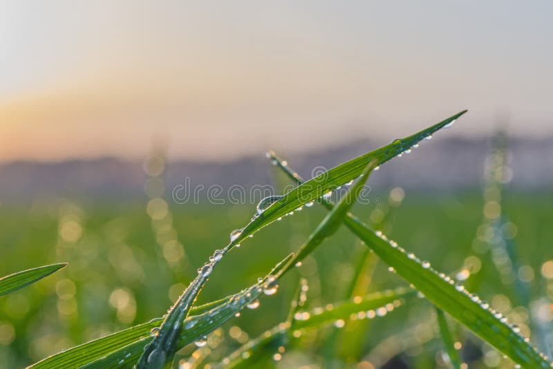 Winter Wheat with Drops of Dew in Late Autumn at Sunset Stock Photo ...