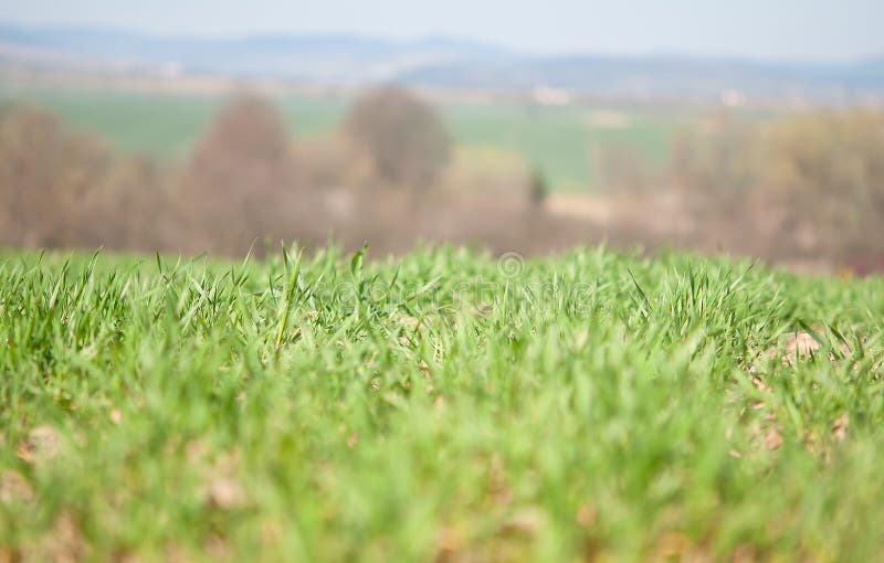 Winter wheat stock image. Image of season, pasture, stem - 89848225