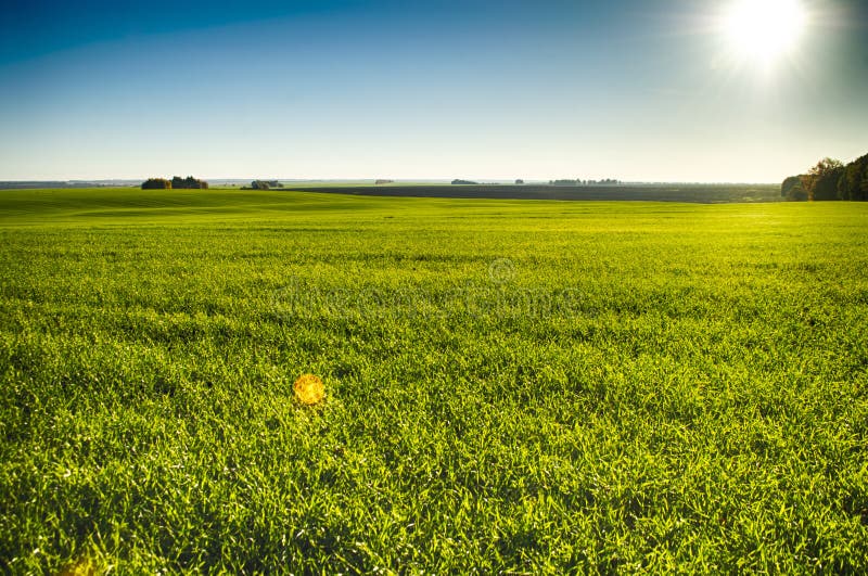 Winter wheat field stock photo. Image of plant, freshness - 129115052