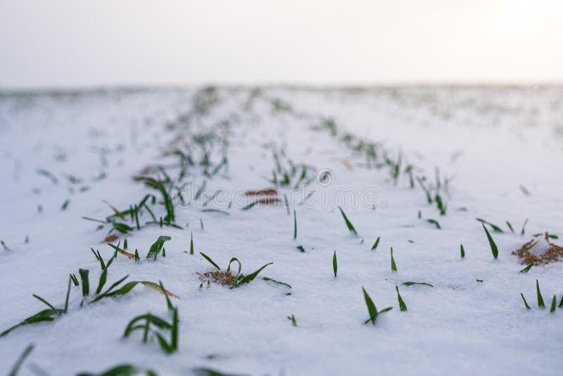 Winter Wheat. Wheat Field Covered with Snow Stock Photo - Image of ...