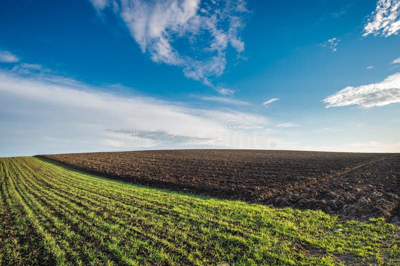 Winter wheat field stock image. Image of landscaped, lawn - 48272345