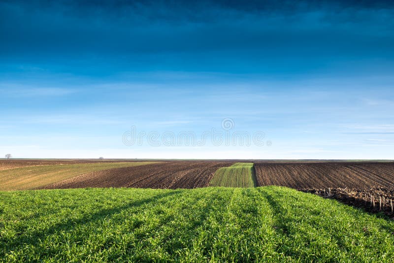 Winter wheat field stock image. Image of season, plant - 48486697