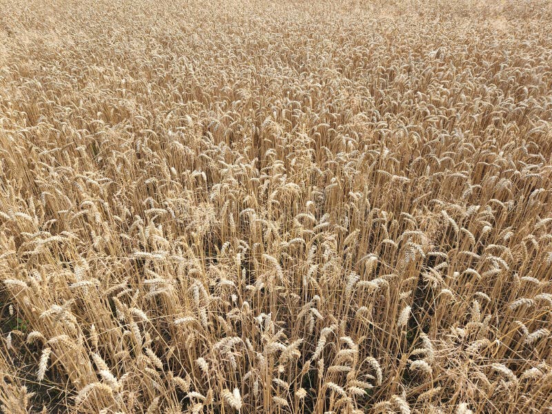 Winter Wheat. Field of Ripened Winter Wheat Stock Photo - Image of ...