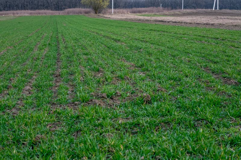 Winter Wheat Field in Spring in Front of the Forest. Wind Erosion ...