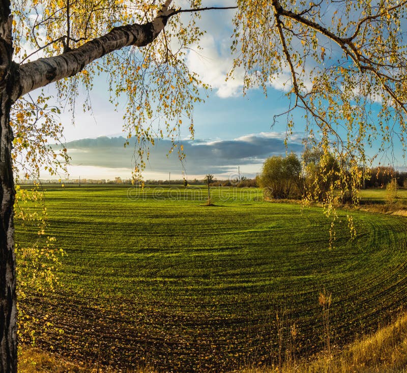 Winter Wheat Field at Sunset in the Fall Stock Photo - Image of green ...