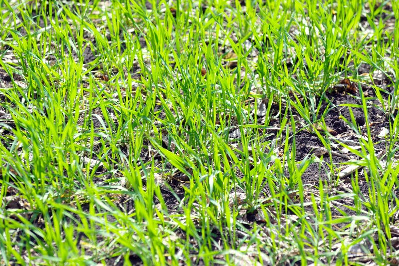 Winter Wheat Germs on the Field Stock Image - Image of horizontal, land ...