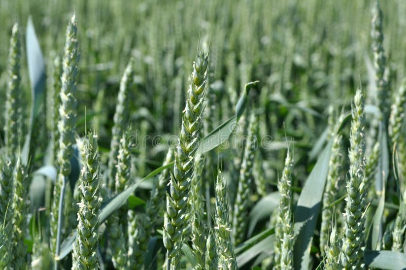 Winter Wheat Grows in the Spring Field Stock Image - Image of flour ...