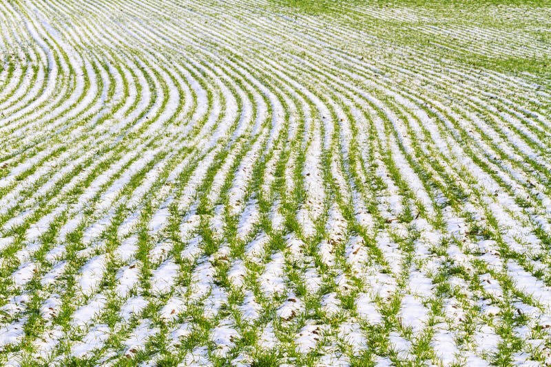 Winter Wheat Planted with Rows Stock Photo - Image of landscape ...