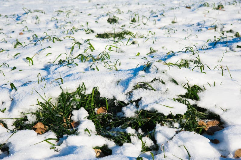 Winter Wheat Seedlings Under the Snow Stock Photo - Image of weather ...