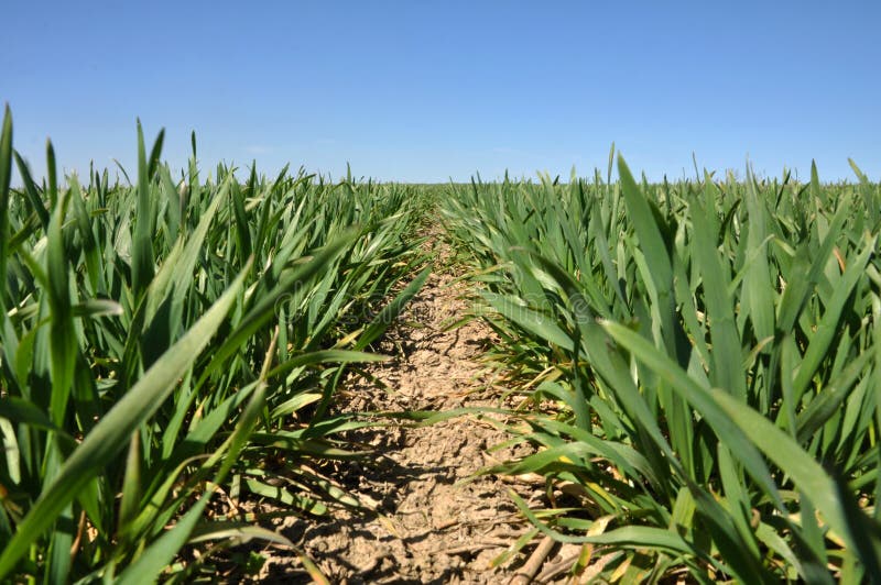 Winter wheat sowings stock photo. Image of harvest, agribusiness ...