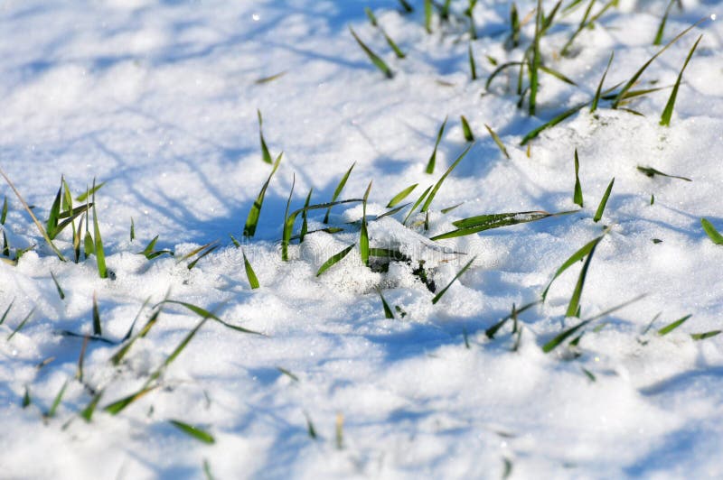Winter Wheat Sprouts Under the Snow Stock Image - Image of healthy ...