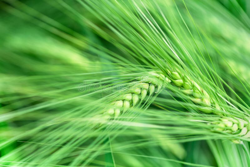 Winter Wheat are Varieties of Wheat that are Planted in the Fall Stock ...