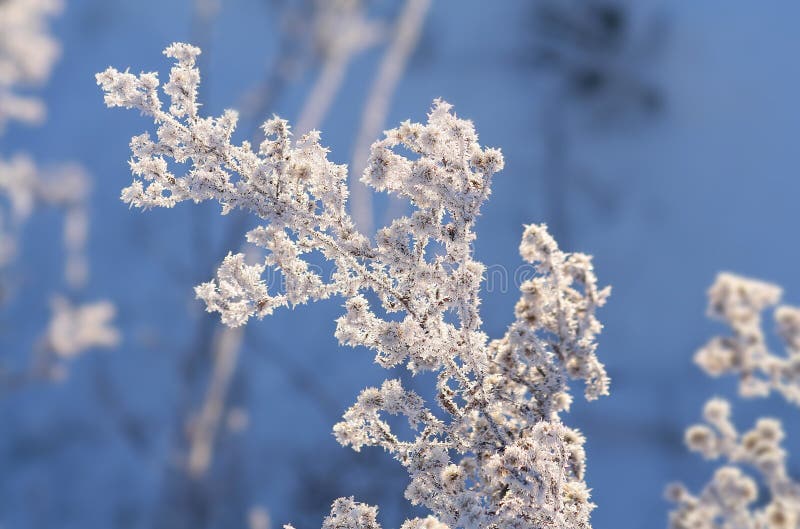 Winter white stock image. Image of season, white, seasonal - 438593