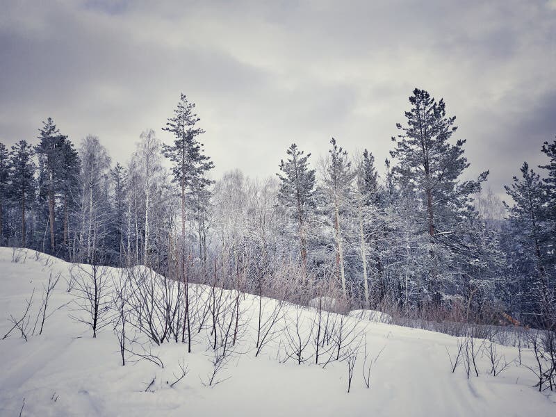Winter white forest stock image. Image of park, outdoor - 184700667