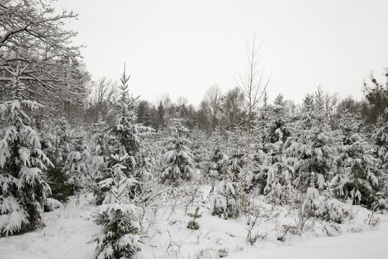 Winter White Forest with Trees of Different Types, Snow Stock Image ...