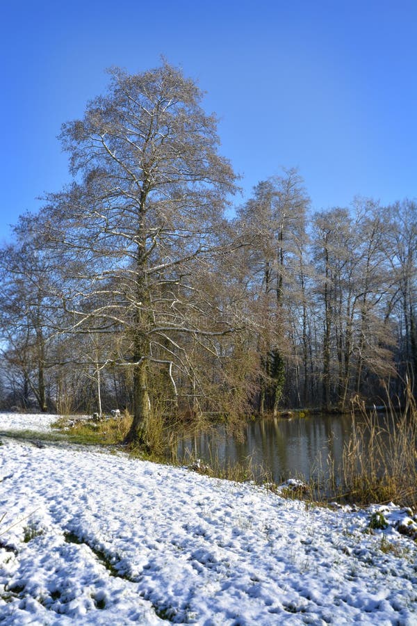 Winter white forrest stock image. Image of path, white - 48423761