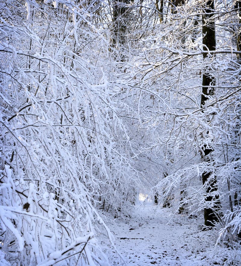 Winter white forrest stock photo. Image of woodland, path - 48423992