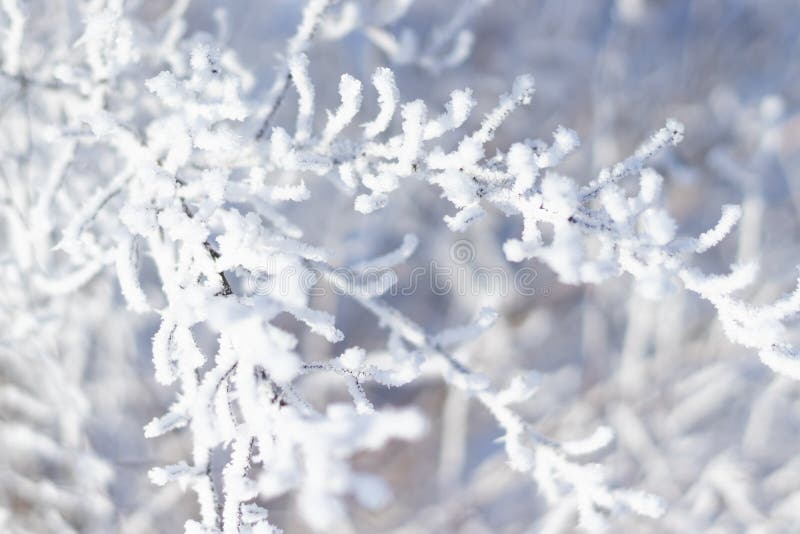 Winter White Frost Background, Plant Branches in Frost.copy Space Stock ...