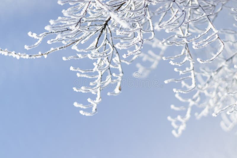 Winter White Frost Background, Plant Branches in Frost.copy Space Stock ...