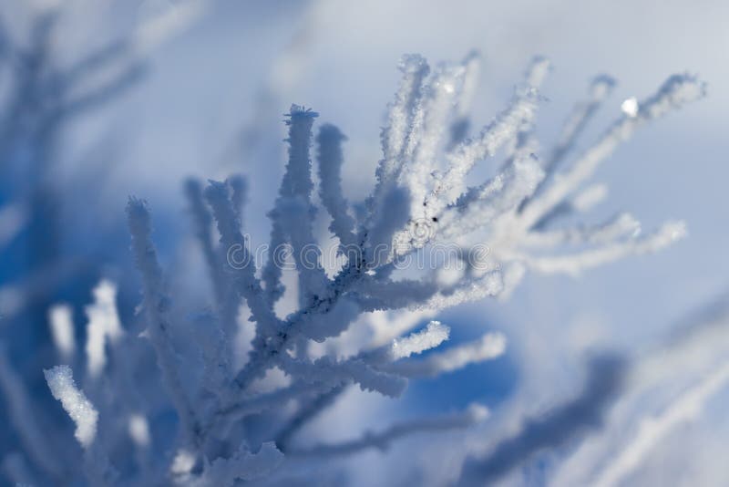 Winter White Frost Background, Plant Branches in Frost.copy Space Stock ...