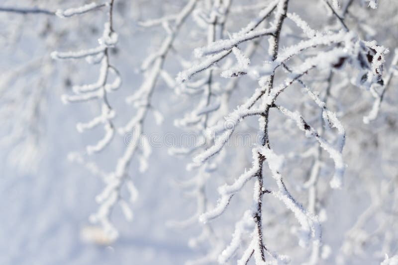 Winter White Frost Background, Plant Branches in Frost.copy Space Stock ...