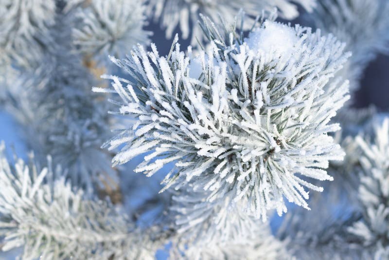 Winter White Frost Background, Plant Branches in Frost.copy Space Stock ...