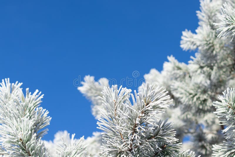 Winter White Frost Background, Plant Branches in Frost.copy Space Stock ...