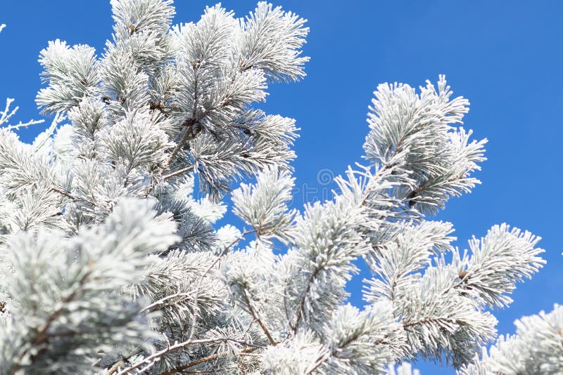 Winter White Frost Background, Plant Branches in Frost.copy Space Stock ...