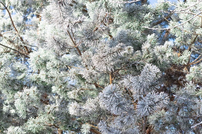 Winter White Frost Background, Plant Branches in Frost.copy Space Stock ...