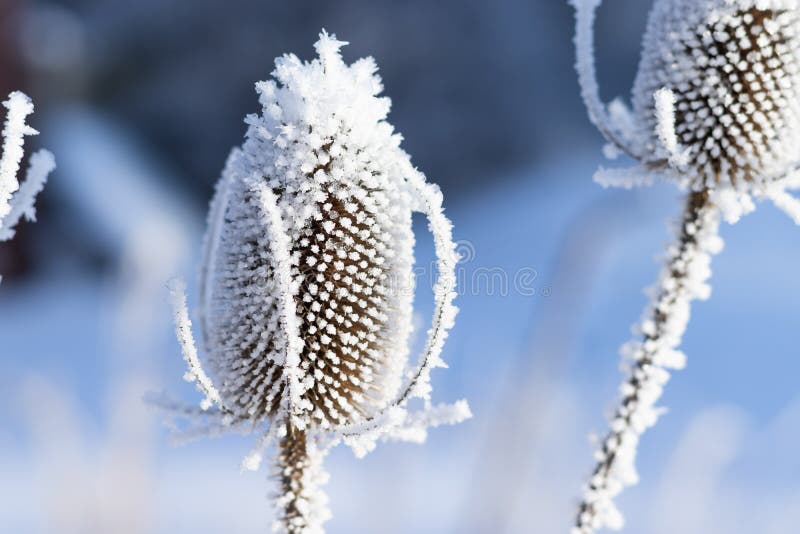 Winter White Frost Background, Plant Branches in Frost.copy Space Stock ...