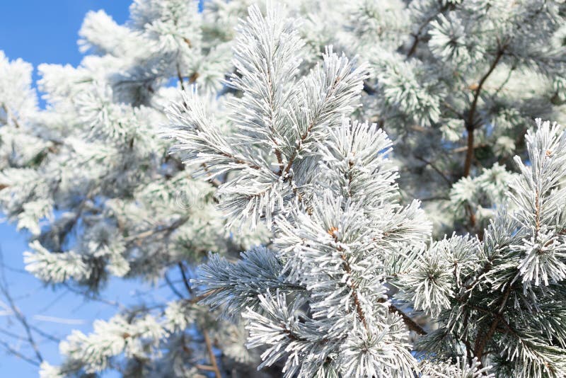 Winter White Frost Background, Plant Branches in Frost.copy Space Stock ...