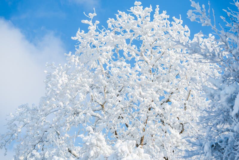 Winter in the mountains stock photo. Image of snow, alps - 85130724
