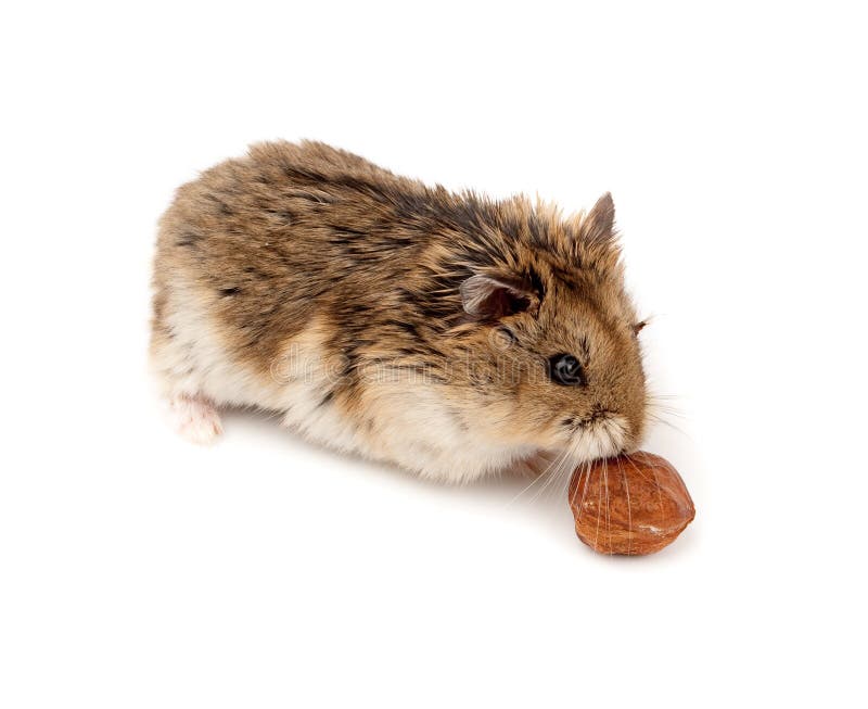 Winter White Russian Dwarf Hamster Stock Photo - Image of animal ...