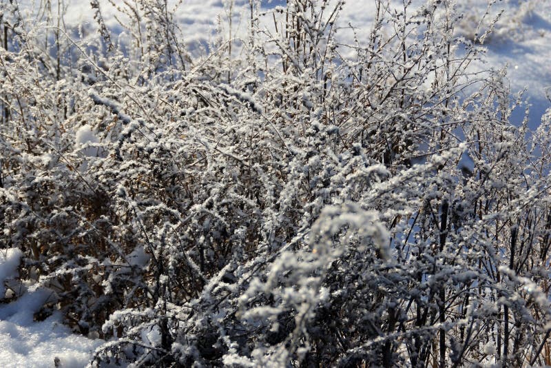 Winter stock image. Image of fluffy, stem, downy, snow - 49125761